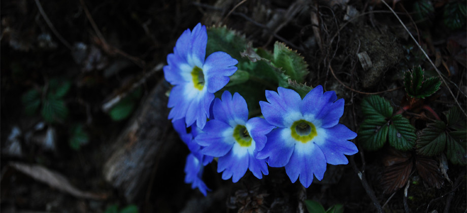 Alpine Flower tour of West Arunachal Pradesh - My North East India My ...