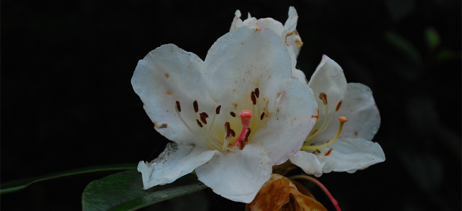 Alpine Flower tour in East Arunachal Pradesh - My North East India My ...
