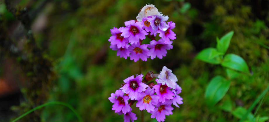 Alpine Flower tour in East Arunachal Pradesh - My North East India My ...