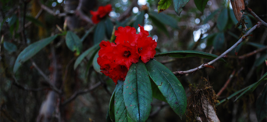 Alpine Flower tour of West Arunachal Pradesh - My North East India My ...