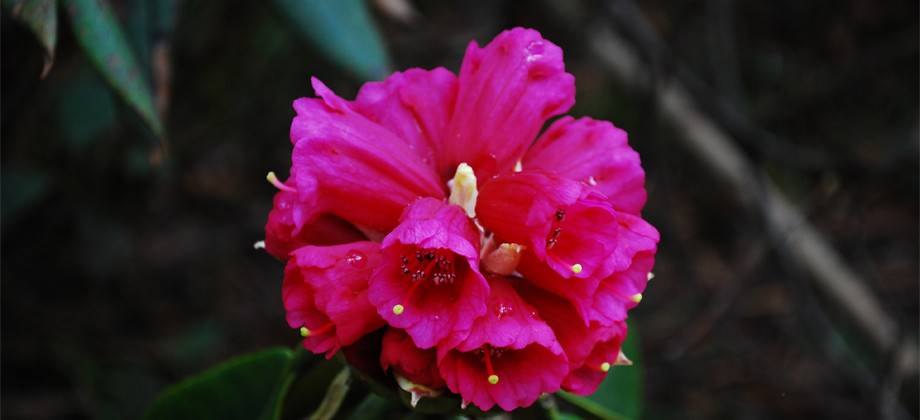 Alpine Flower tour of West Arunachal Pradesh - My North East India My ...