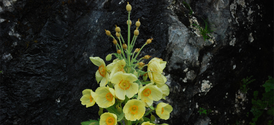 Alpine Flower tour of West Arunachal Pradesh - My North East India My ...