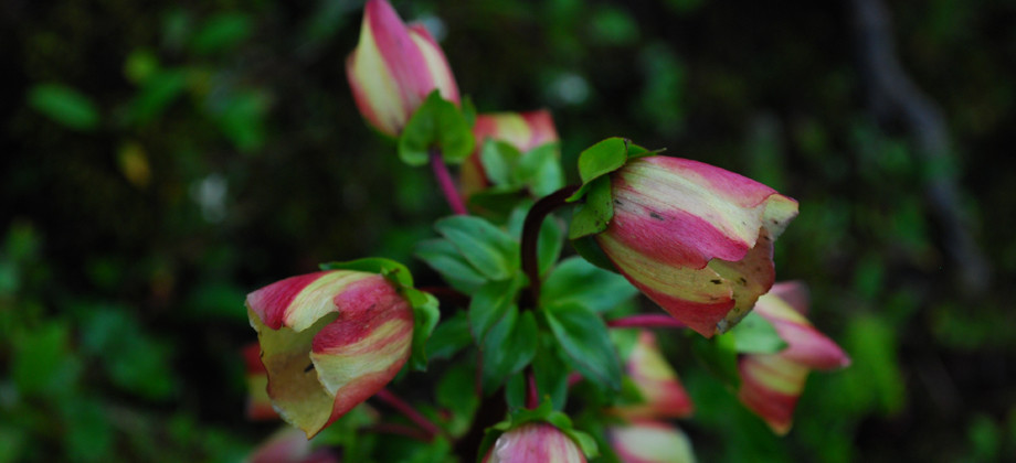 Alpine Flower tour of West Arunachal Pradesh - My North East India My ...