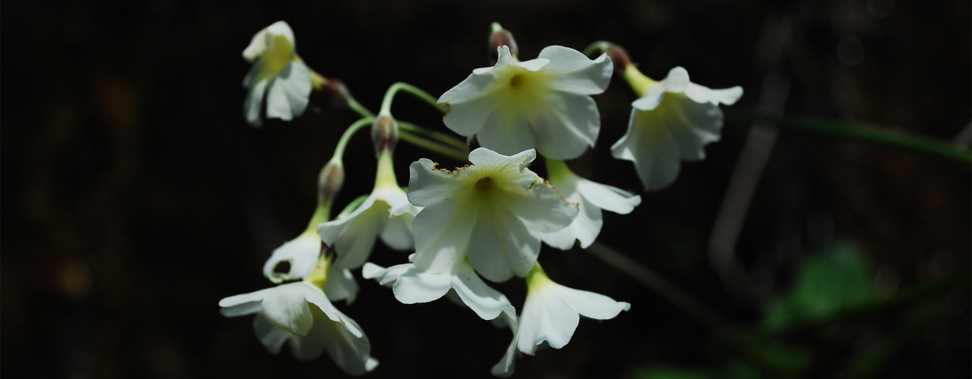 Alpine Flower tour in East Arunachal Pradesh - My North East India My ...